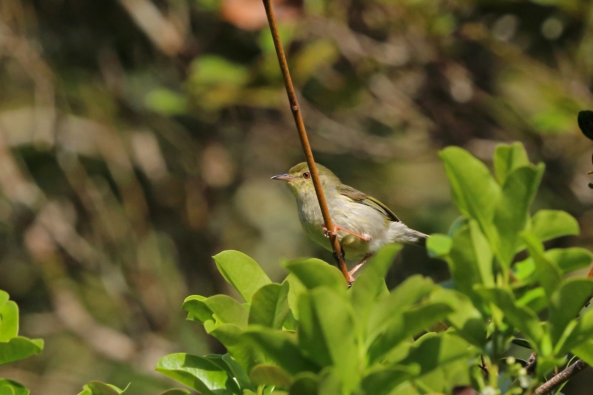 Green Jery - Neomixis viridis - Birds of the World
