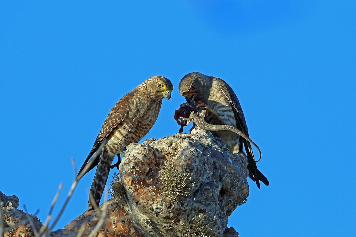 Banded Kestrel - Falco zoniventris - Birds of the World
