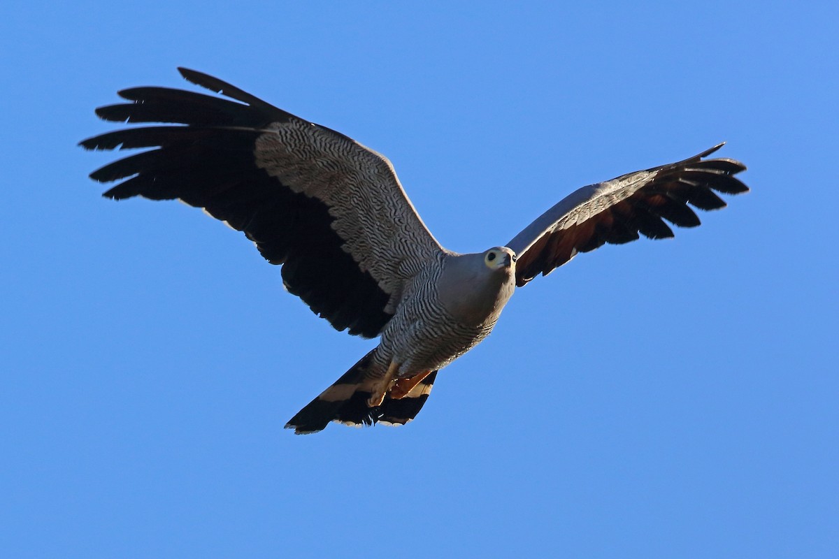 Madagascar Harrier-Hawk - Polyboroides radiatus - Birds of the World