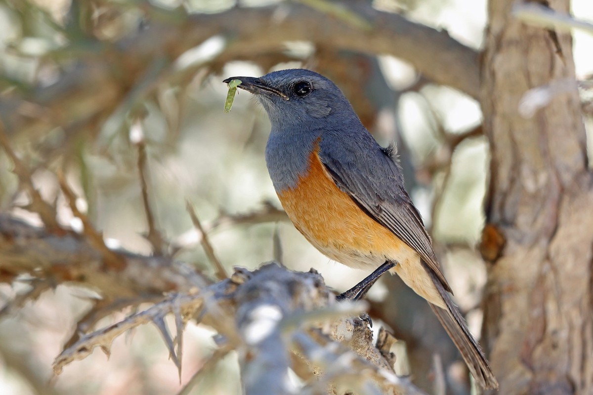 Littoral Rock-Thrush - Monticola imerina - Birds of the World