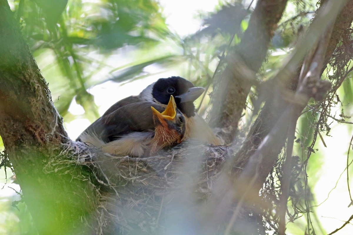 Pollen's Vanga - Xenopirostris polleni - Birds of the World