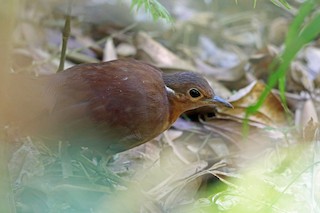 Brown Mesite - Mesitornis unicolor - Birds of the World