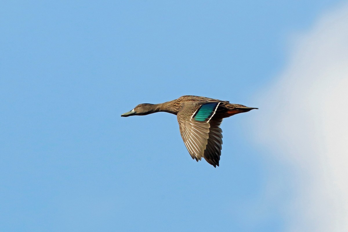 Meller's Duck - Anas melleri - Birds of the World