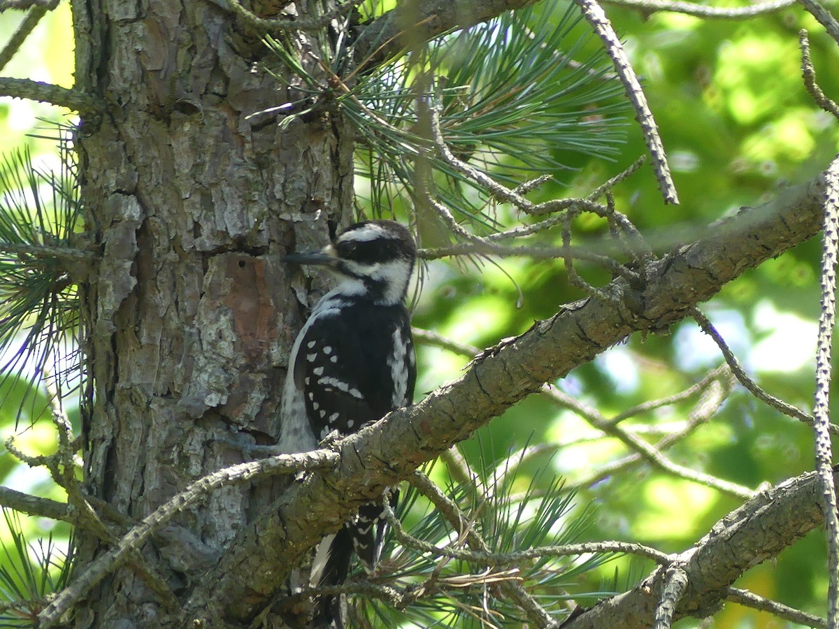 New York Breeding Bird Atlas Checklist - 9 Jul 2022 - Rocky Point State ...