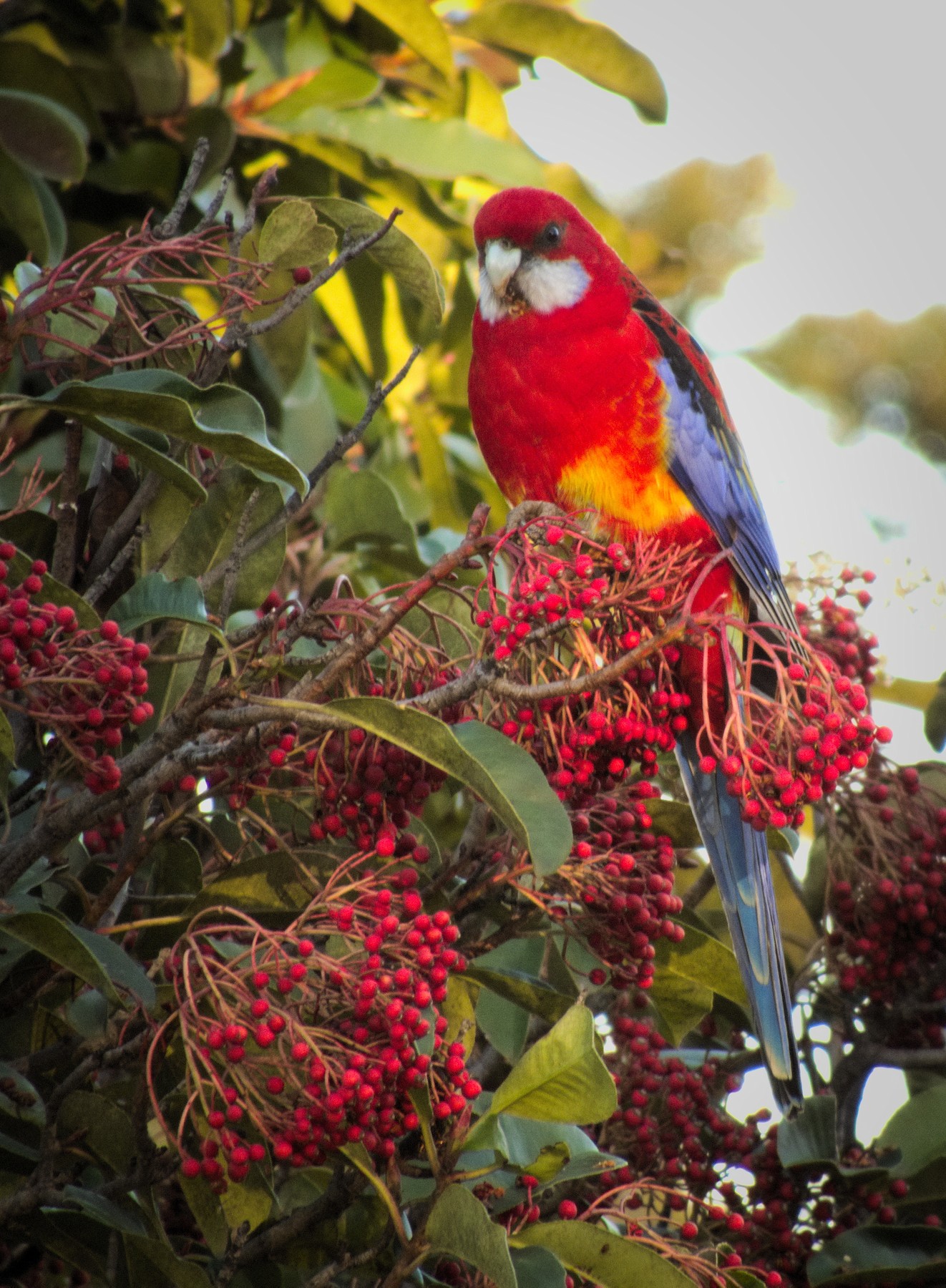 Perico Elegante x Multicolor (híbrido) - eBird