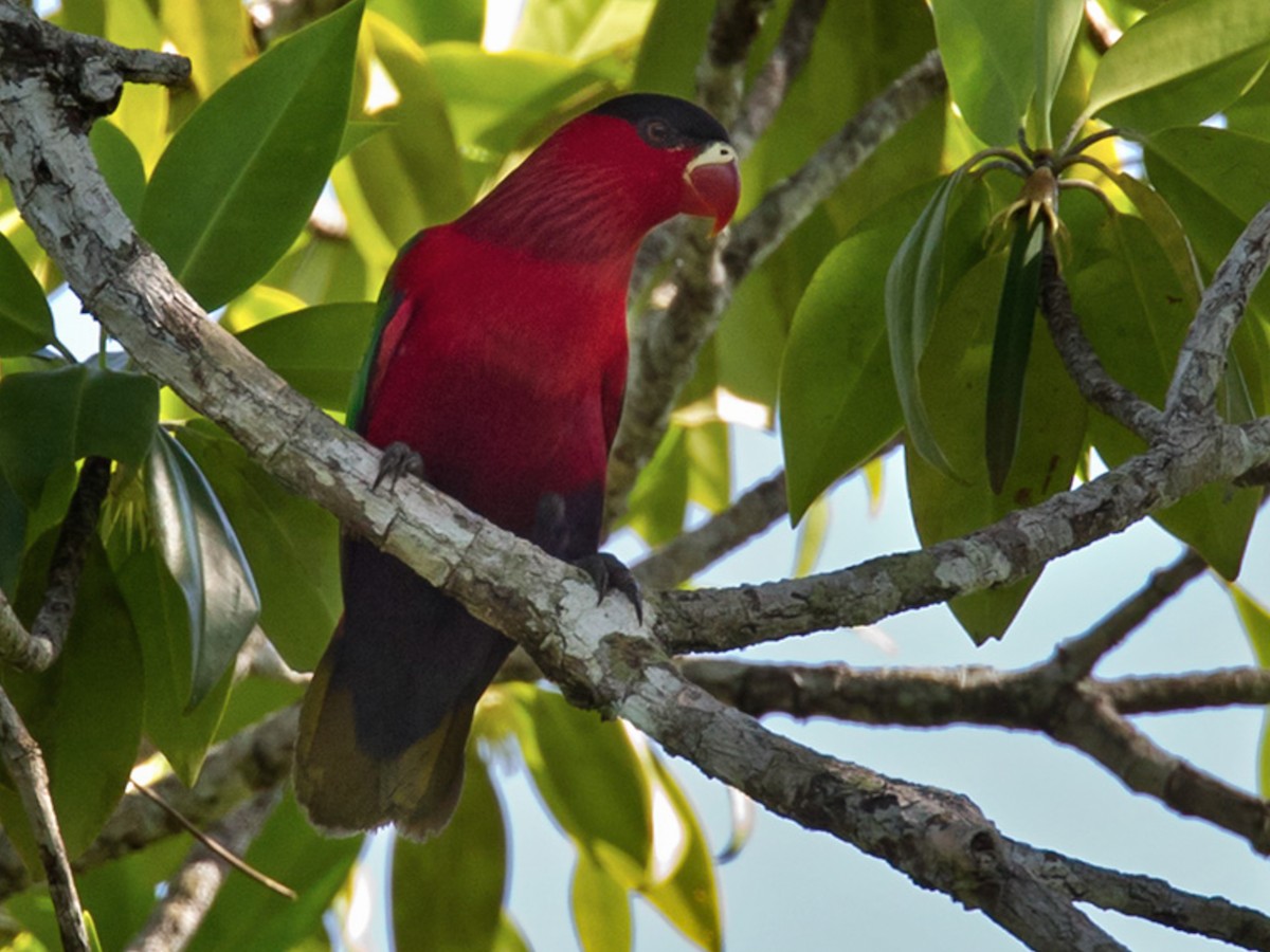 Purple-bellied Lory - Lorius hypoinochrous - Birds of the World