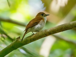 Sumba Flycatcher - Ficedula harterti - Birds of the World