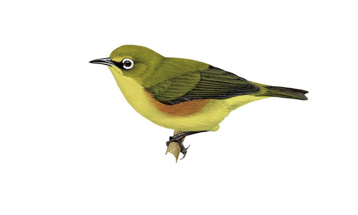 Marianne White-eye - Zosterops semiflavus - Birds of the World