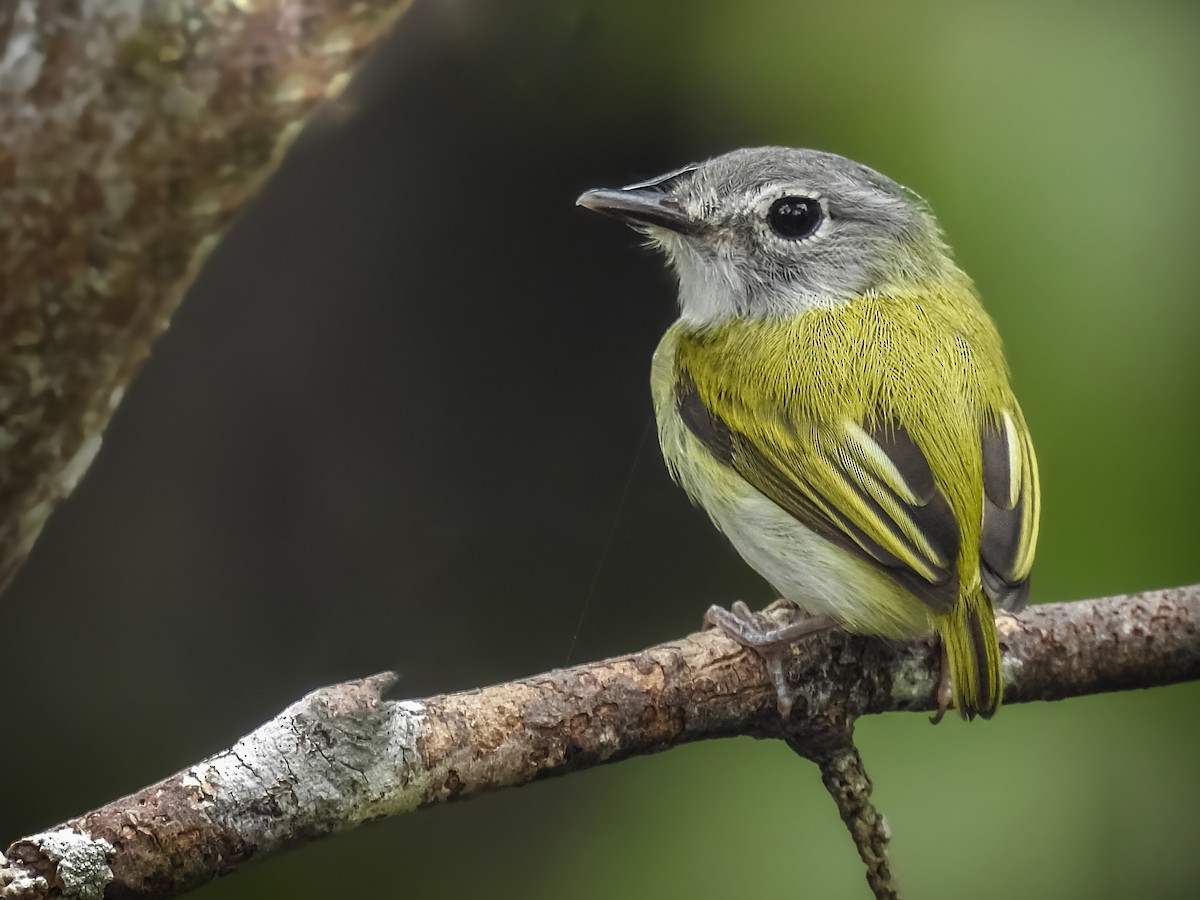 Short-tailed Pygmy-Tyrant - Myiornis ecaudatus - Birds of the World