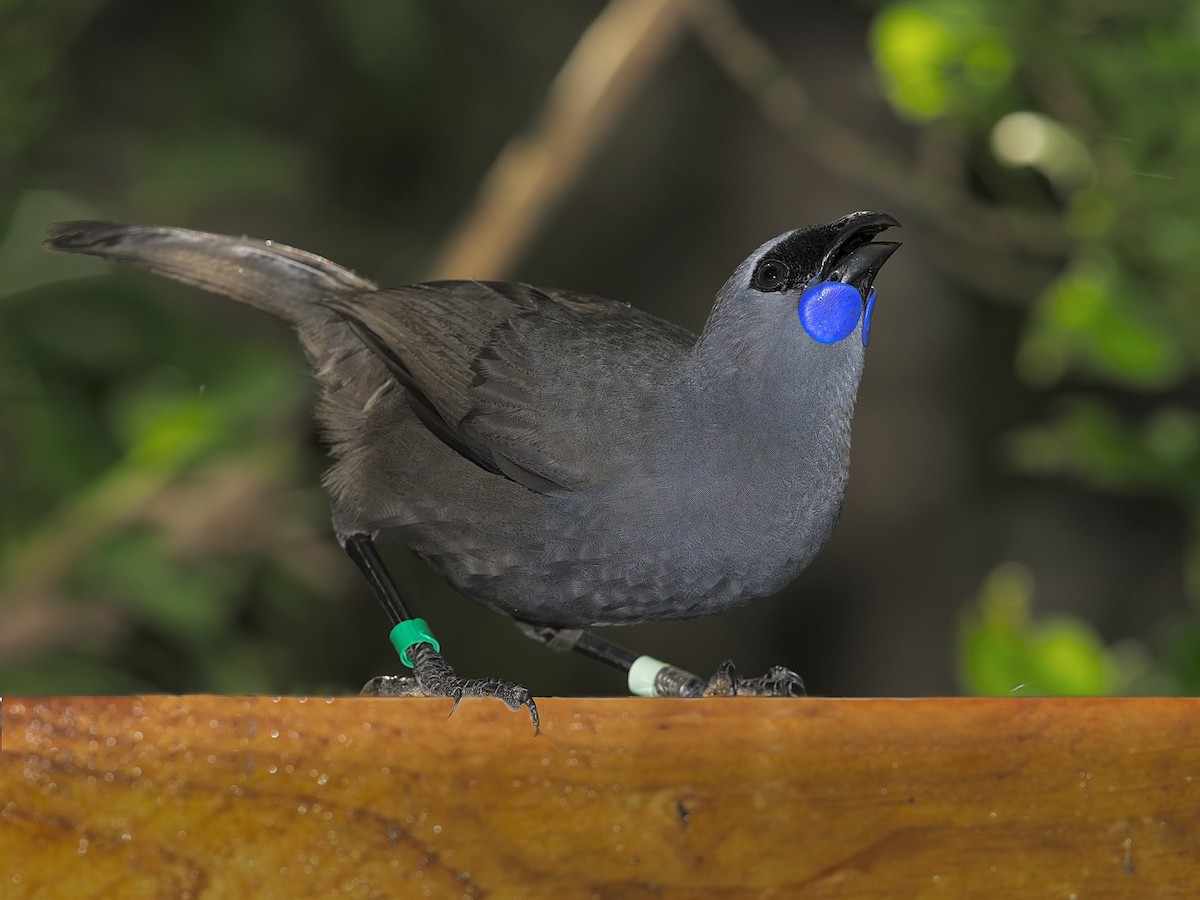 North Island Kokako - Callaeas wilsoni - Birds of the World