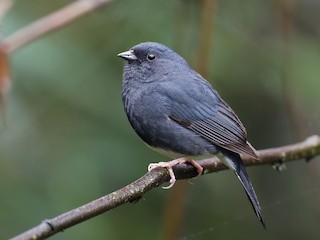 Slaty Bunting - Emberiza siemsseni - Birds of the World
