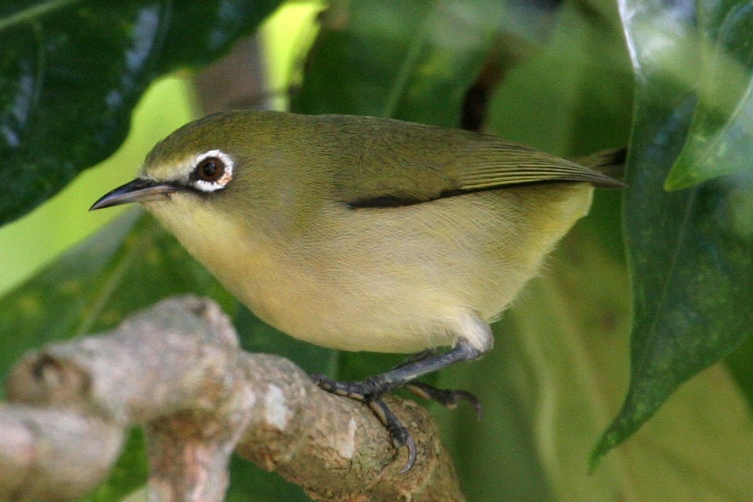 Bridled White-eye - Zosterops conspicillatus - Birds of the World