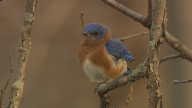  - Eastern Bluebird (Eastern)
