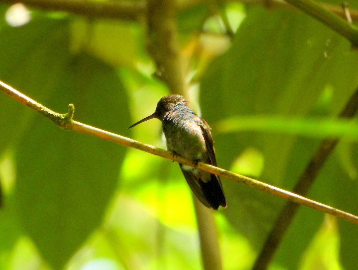 eBird Checklist - 23 Jun 2022 - Asa Wright Nature Centre - 37 species