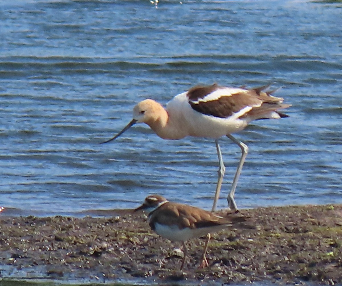 eBird Checklist - 11 Jul 2022 - Nod Brook Wildlife Management Area - 9 ...