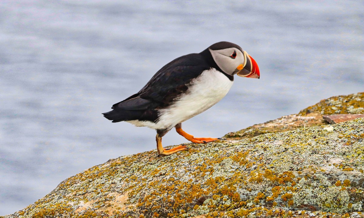 eBird Checklist - 4 Jul 2022 - NL--Elliston--Puffin Island - 12 species