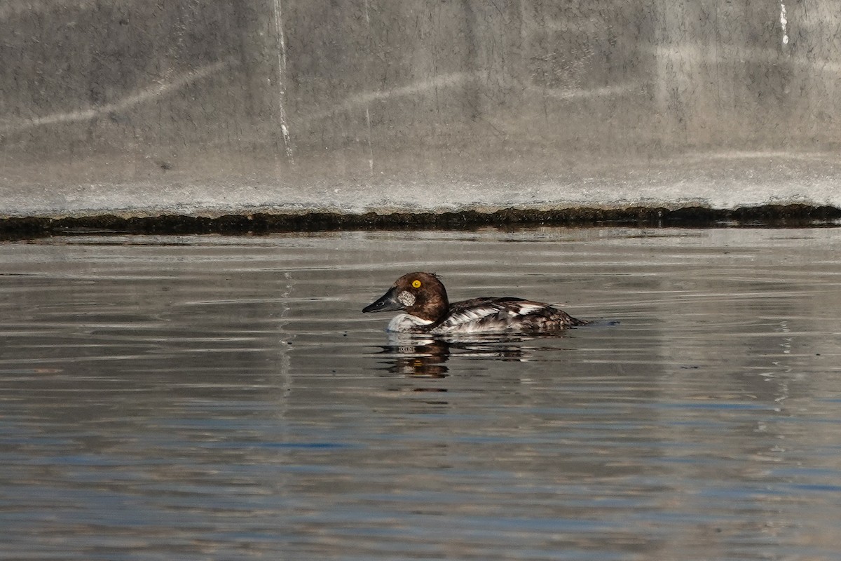 eBird Checklist - 11 Jul 2022 - Lee Kay Ponds - 28 species