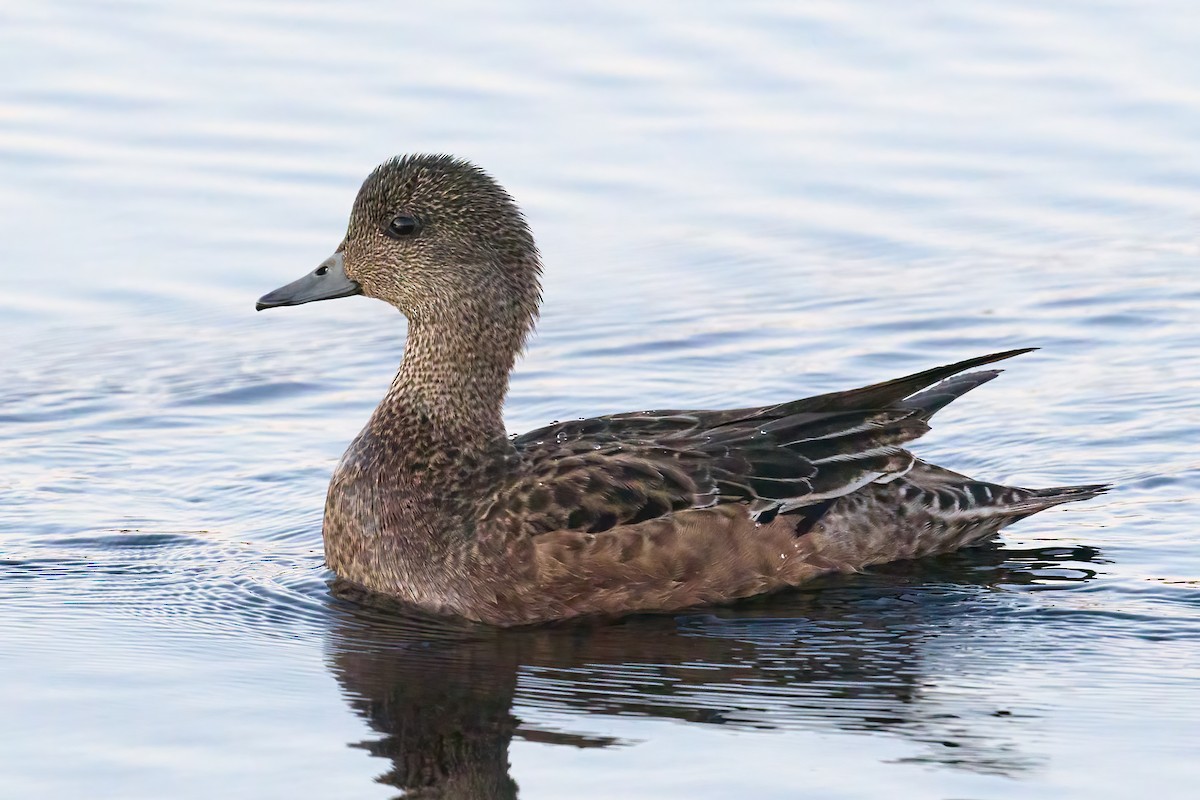 ML466894111 American Wigeon Macaulay Library