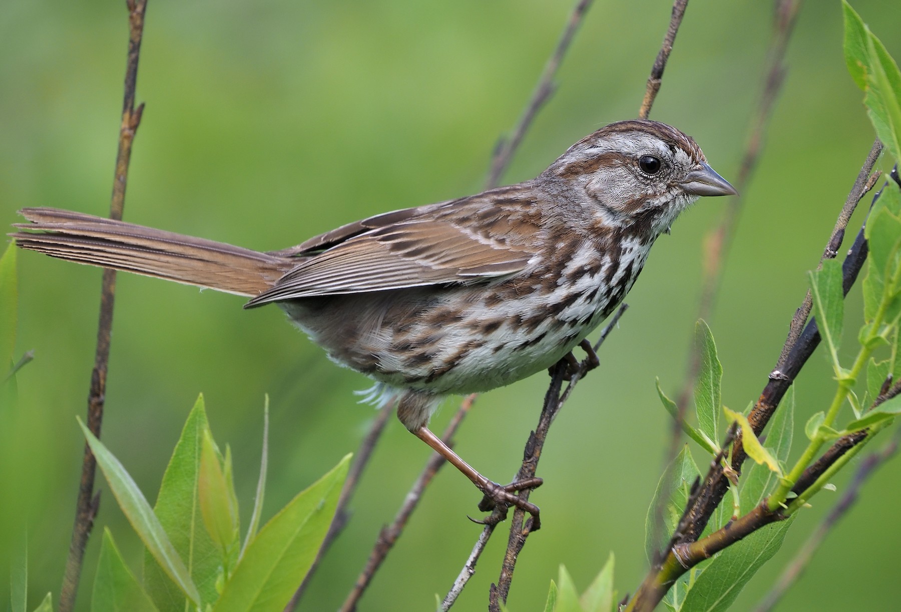 tico-tico-musical (montana/merrilli) - eBird