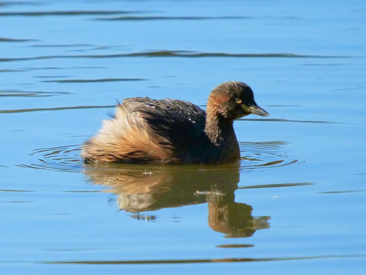 eBird Checklist - 13 Jul 2022 - Susannah Brook Reserve (Gidgegannup ...