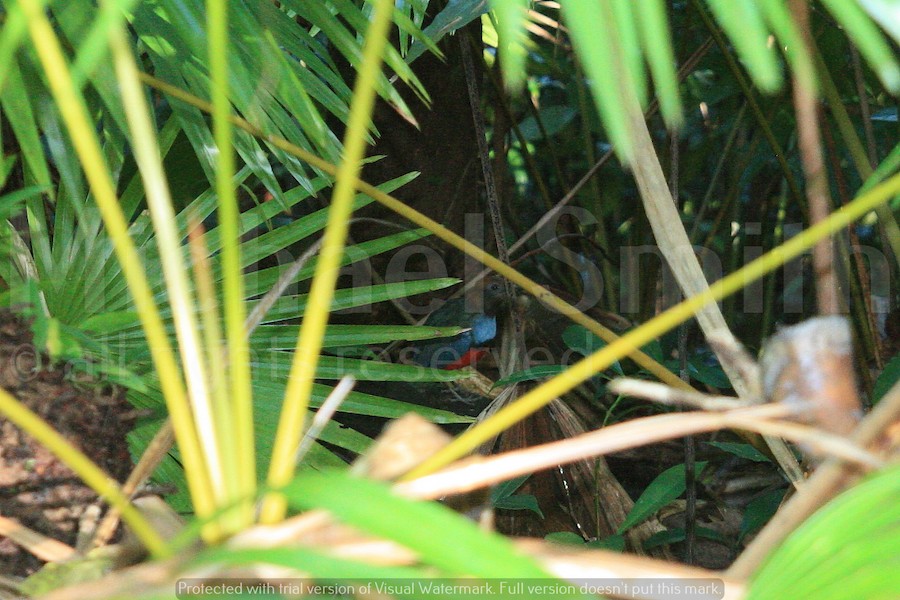 Pita de las Luisiadas - eBird