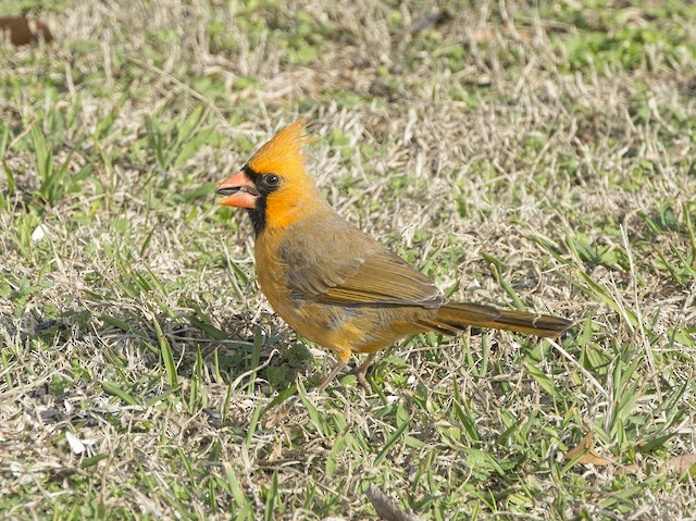 Photos - Northern Cardinal - Cardinalis cardinalis - Birds of the World
