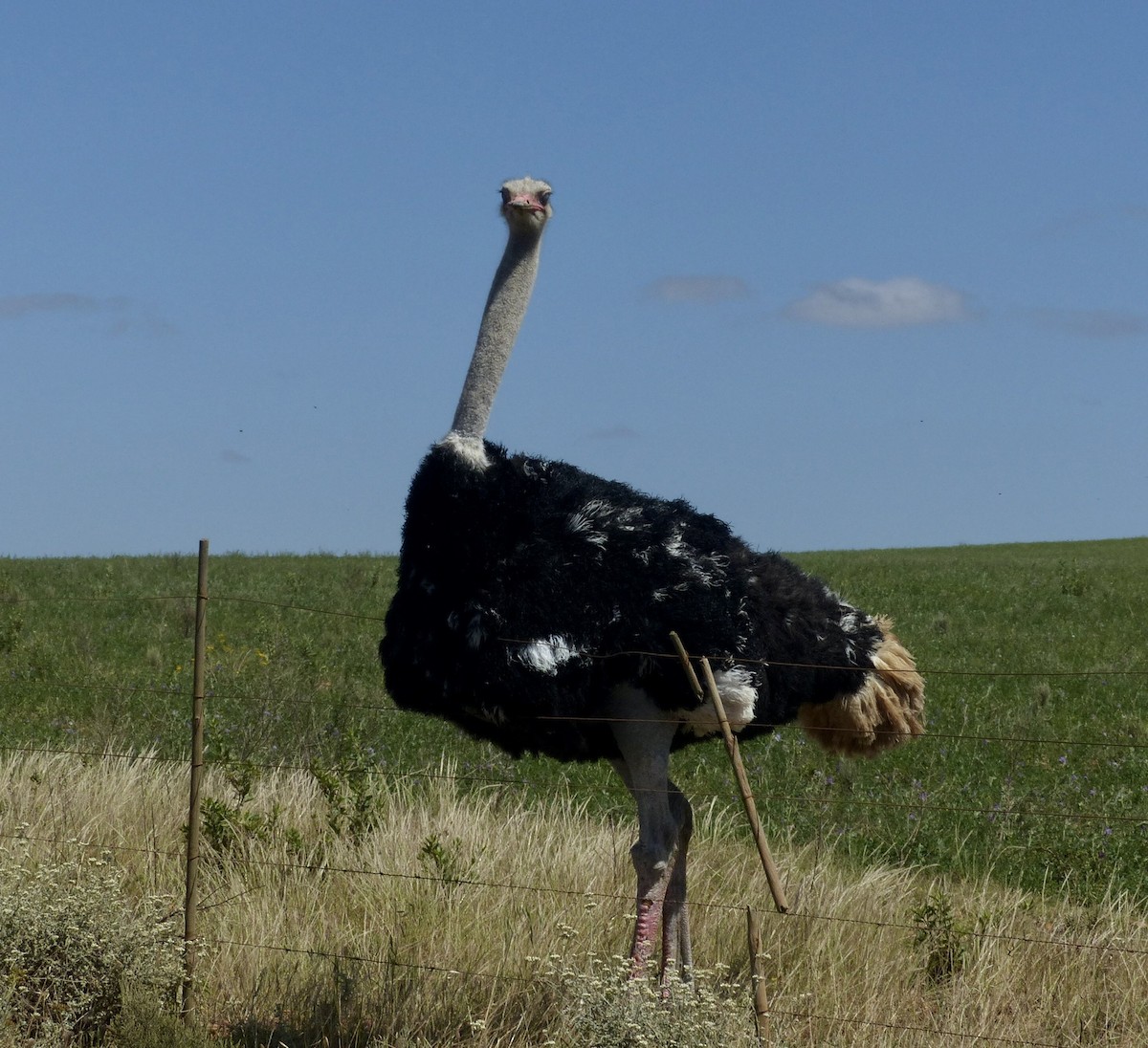 eBird Checklist - 18 Nov 2014 - De Hoop Nature Reserve--Potberg - 71 ...