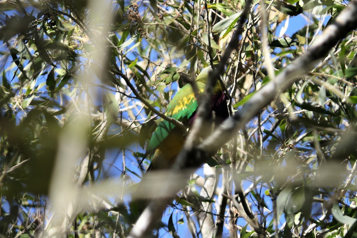 eBird Australia Checklist - 14 Jul 2022 - Spring Mt Reserve - 34 species