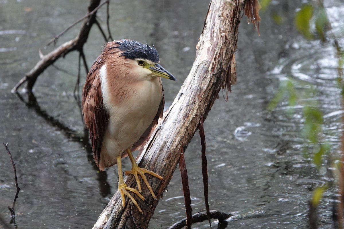eBird Australia Checklist - 14 Jul 2022 - Tomato Lake Reserve - 34 species