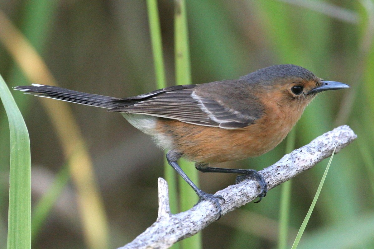 Tinian Monarch - Monarcha takatsukasae - Birds of the World
