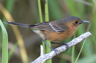 Tinian Monarch - Monarcha takatsukasae - Birds of the World