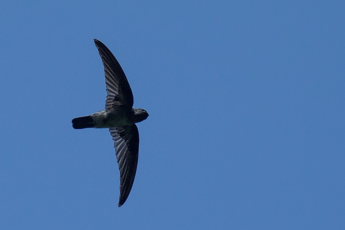 Drab Swiftlet - Collocalia neglecta - Birds of the World