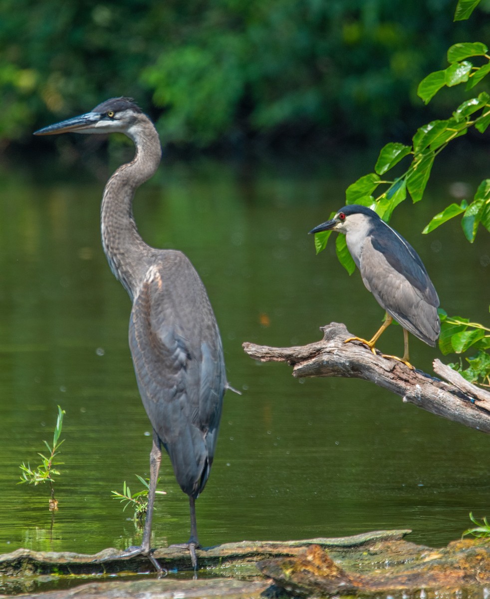 eBird Checklist - 14 Jul 2022 - Willow Pond, Hewlett Bay Park - 10 species eBird Checklist - 14 Jul 2022 - Willow Pond, Hewlett Bay Park - 10 species