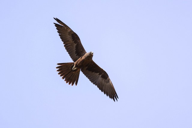 Photos - Black Falcon - Falco subniger - Birds of the World