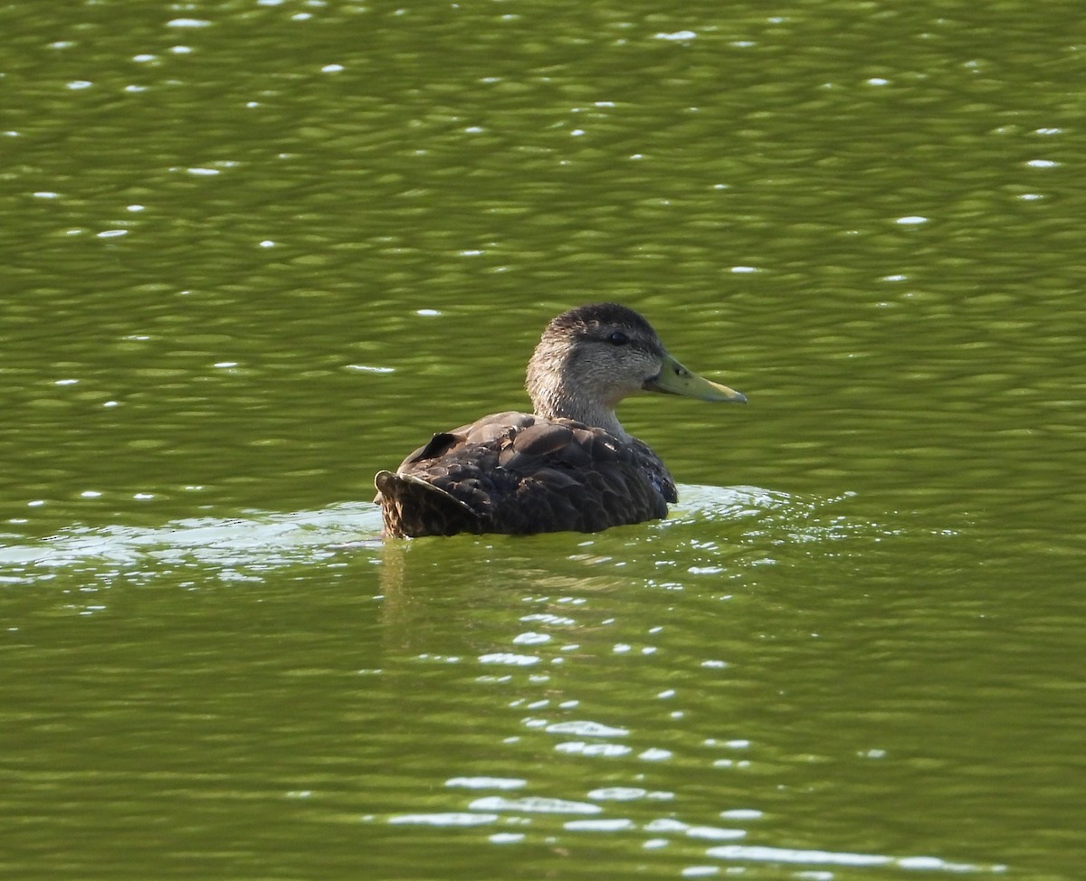 eBird Checklist - 15 Jul 2022 - Occoquan Sewage Plant (UOSA) - 16 species