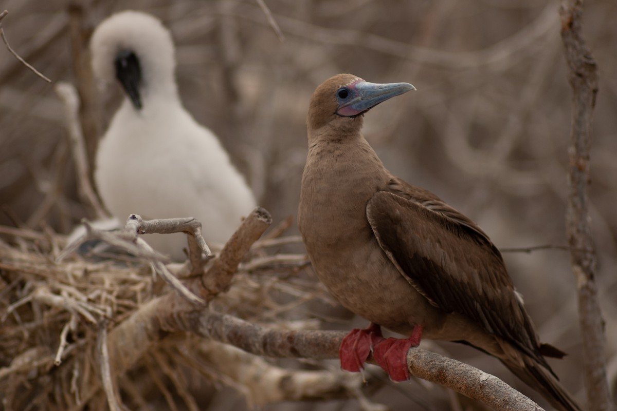 Red Footed Booby Red Footed Booby, Only The 3rd Time Documented In The
