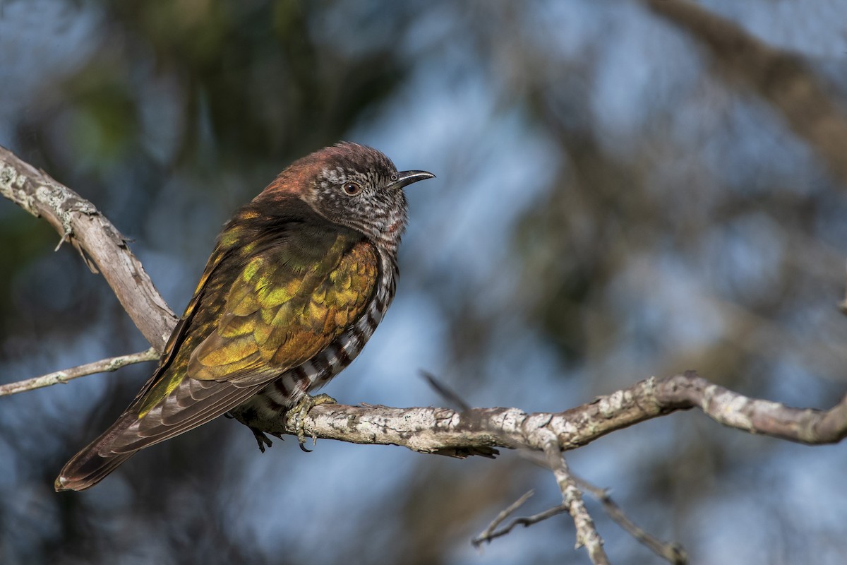 Shining Bronze-Cuckoo - Chrysococcyx lucidus - Media Search - Macaulay ...