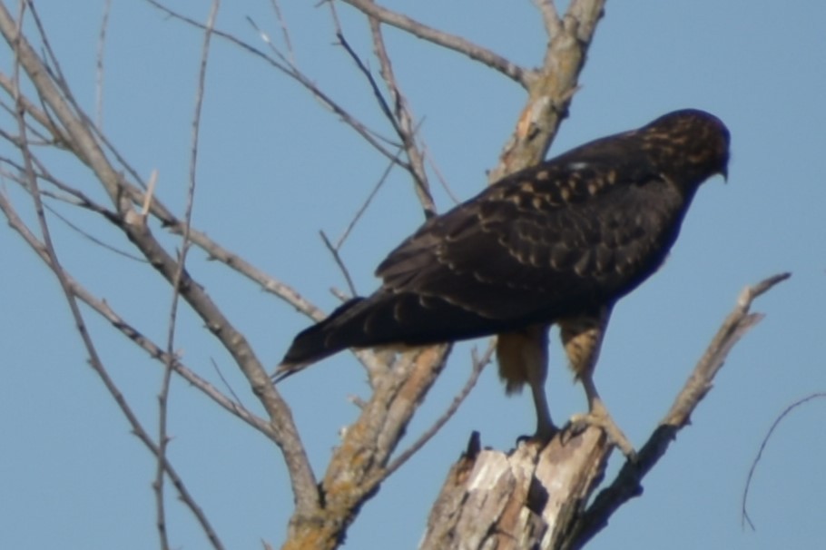 ML467777161 - Buteo sp. - Macaulay Library