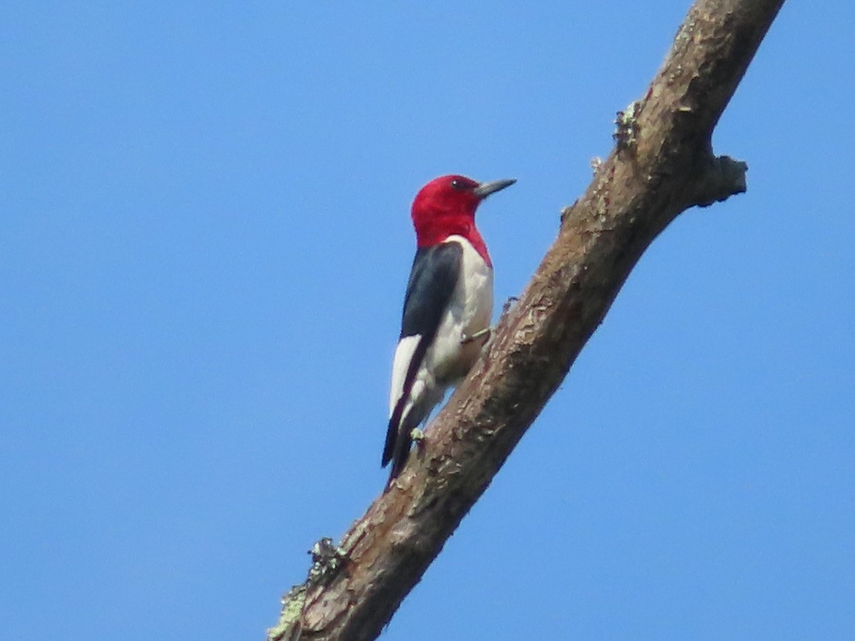 Maryland-DC Breeding Bird Atlas Checklist - 16 Jul 2022 - Patuxent ...