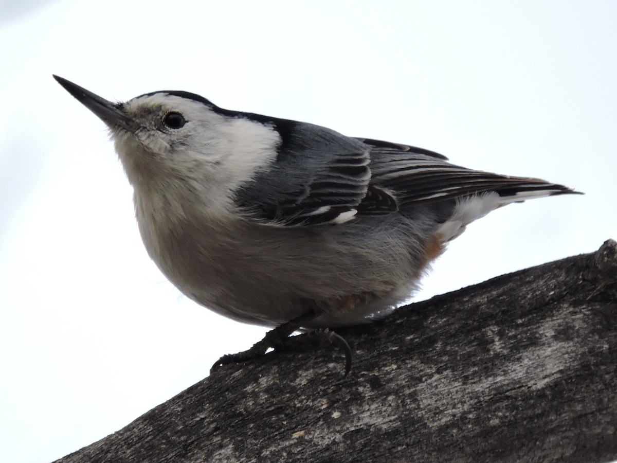 ML46782331 - White-breasted Nuthatch - Macaulay Library