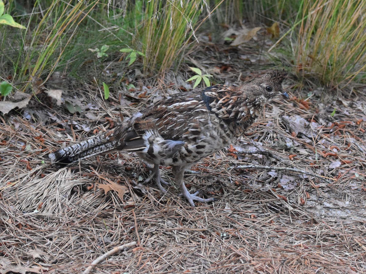 Mass Audubon eBird Checklist - 16 Jul 2022 - Indian Brook Conservation ...