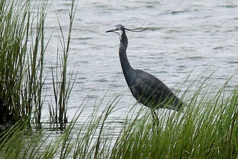 eBird Checklist - 2 Aug 2006 - Big Glace Bay Lake Bird Sanctuary - 20 ...