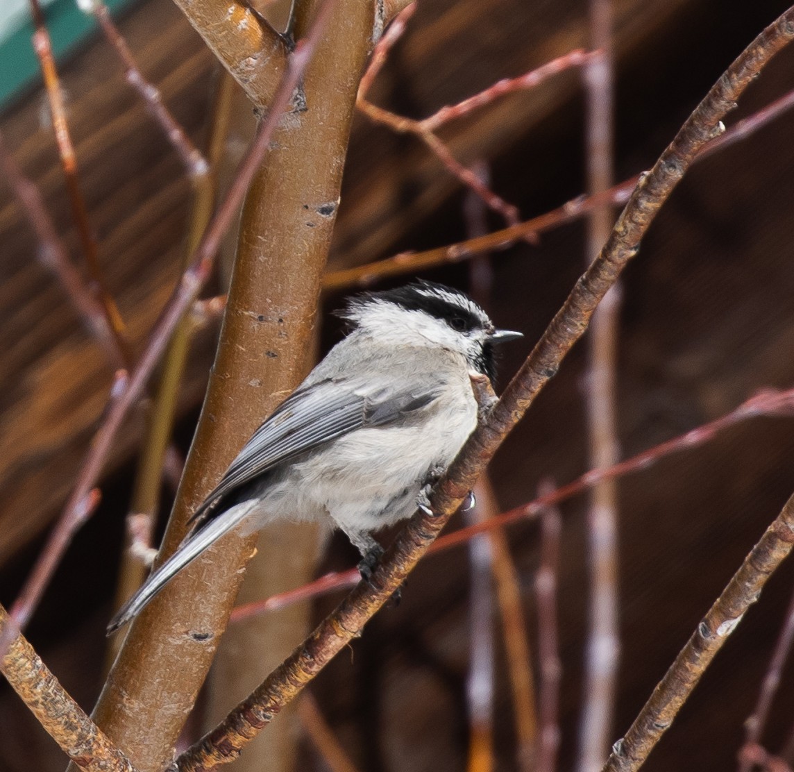 eBird Checklist - 11 Apr 2022 - State Forest SP--Moose Visitor Center ...