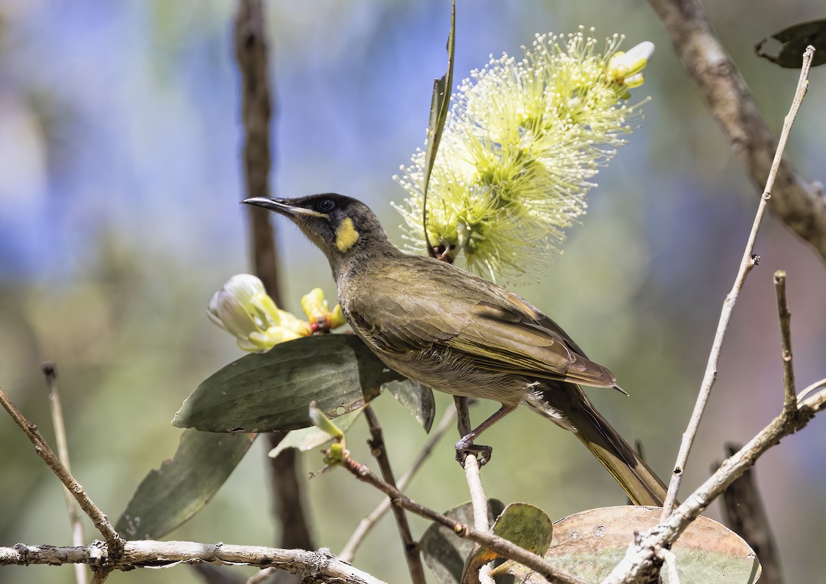 eBird Checklist - 17 Jul 2022 - Abattoir Swamp--Julatten - 16 species