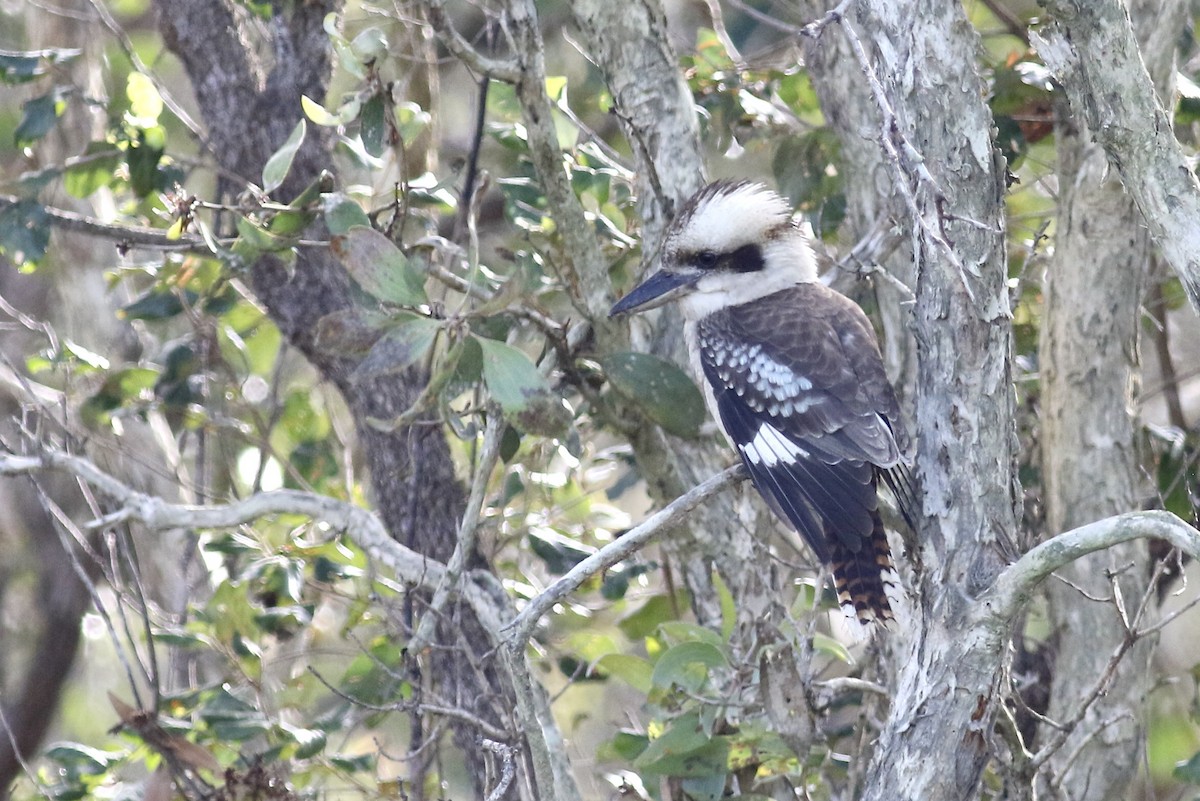 eBird Checklist - 12 Jul 2022 - Mareeba - 16 species