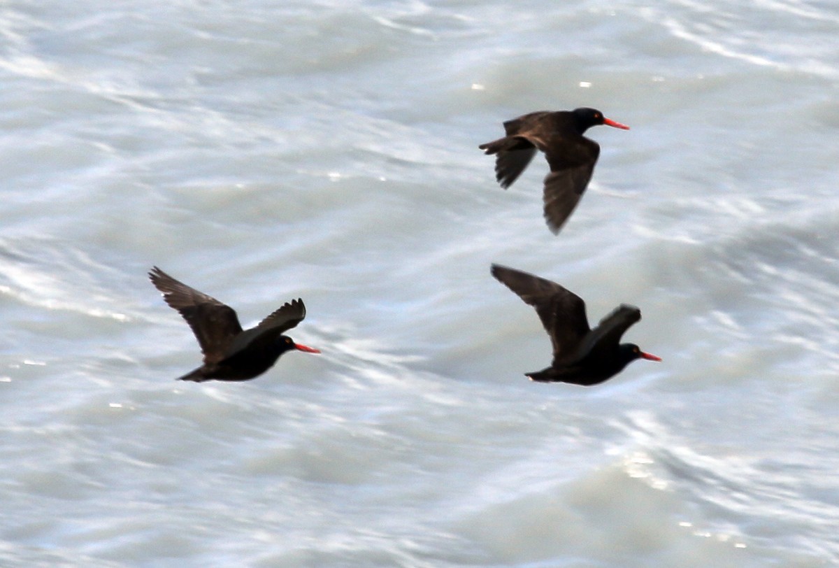 eBird Checklist - 11 Jul 2013 - Glacier Bay NP--Tarr Inlet - 5 species