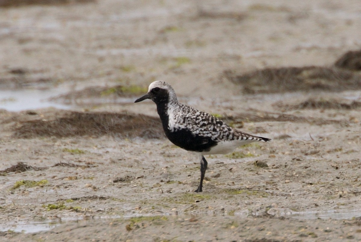 eBird Checklist - 3 May 2022 - Merja Zerga--Péninsule de Douar Rouissia ...