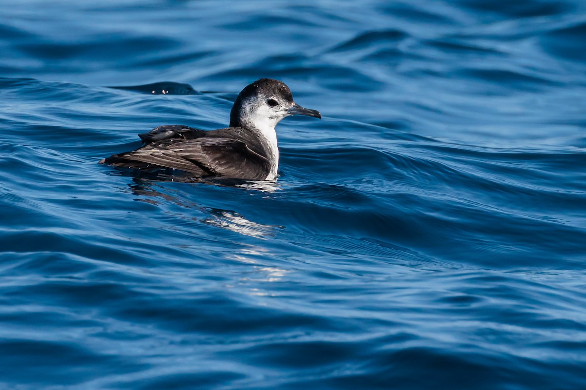Little Shearwater (Tasman) - eBird