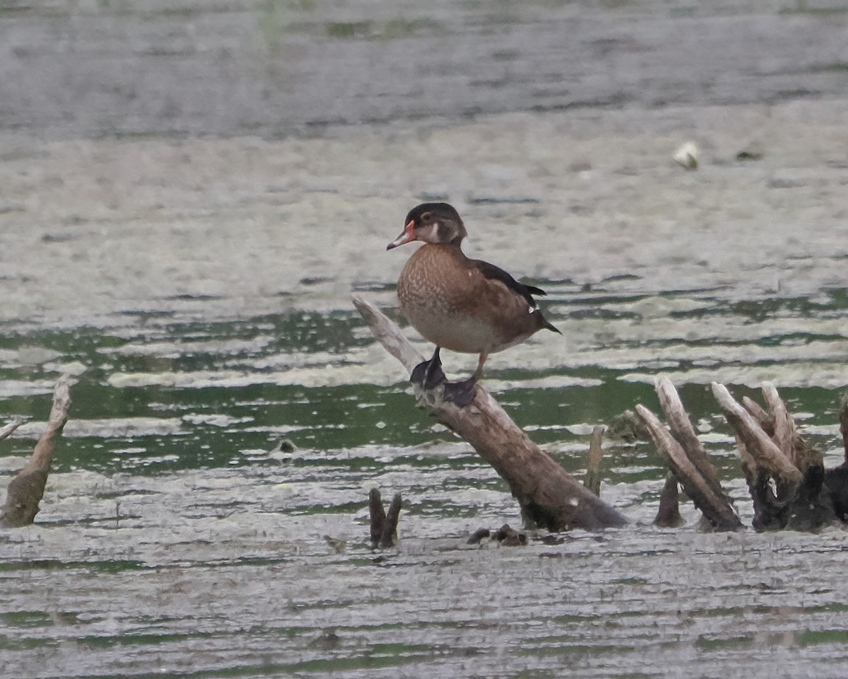 Mass Audubon eBird Checklist - 18 Jul 2022 - Wallace Rd. Marsh ...