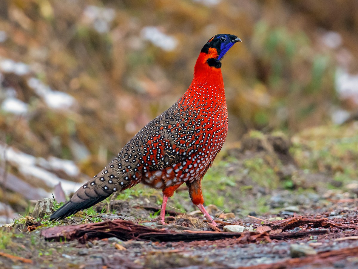 Satyr Tragopan - Tragopan satyra - Birds of the World